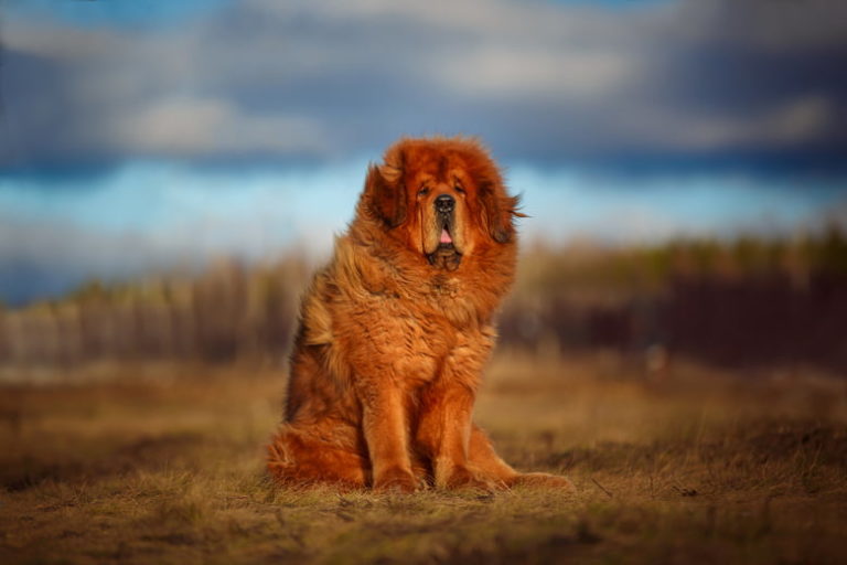 Million Dollar Dog - Ten of the World's Most Expensive Pet Accessories ...